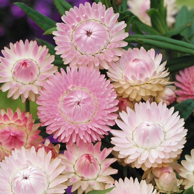 Helichrysum Silvery Rose Seeds from Mr Fothergill's. | USA