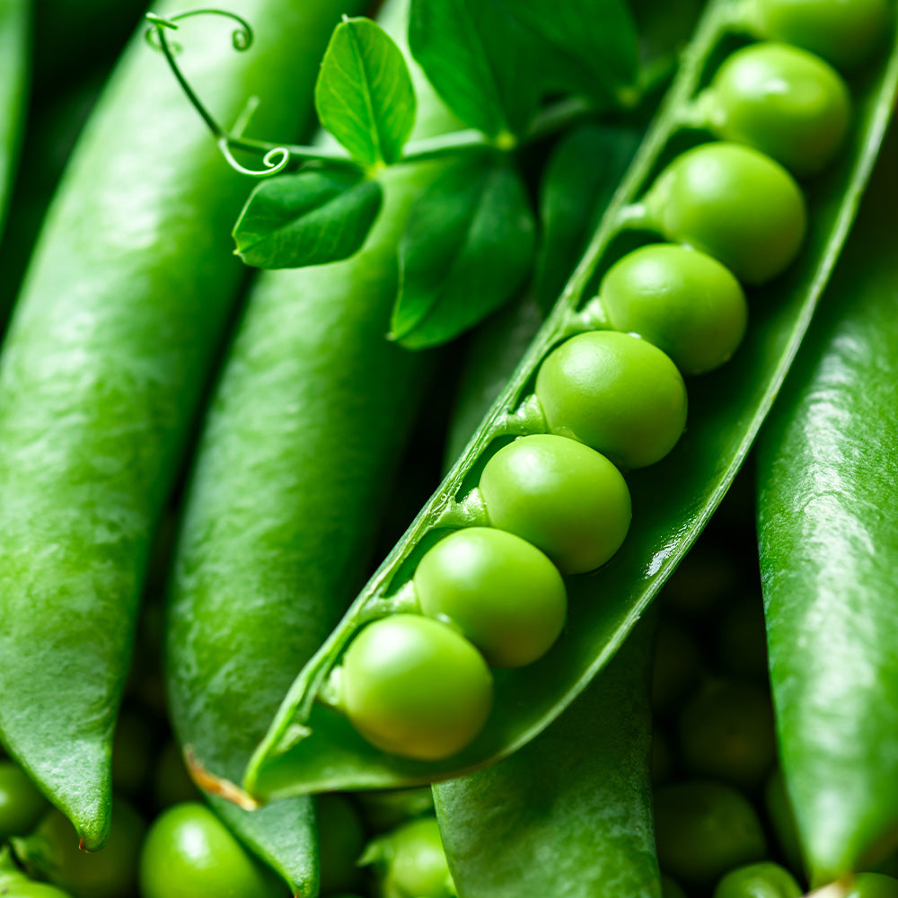 Pea Wando Seeds from Mr Fothergill's Seeds and Plants | USA