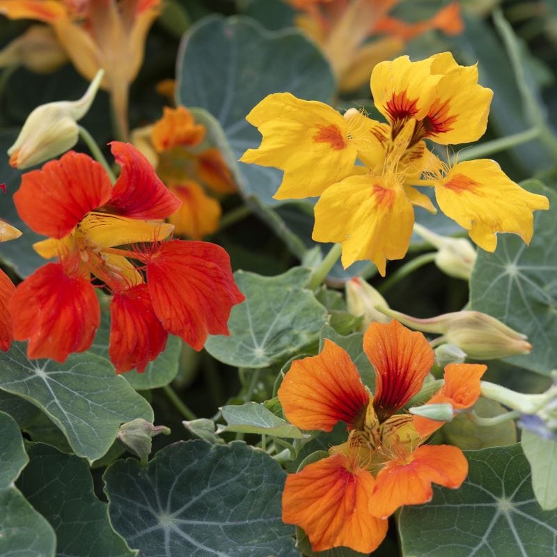 Nasturtium Arizona Mix Seeds from Mr Fothergill's. | USA