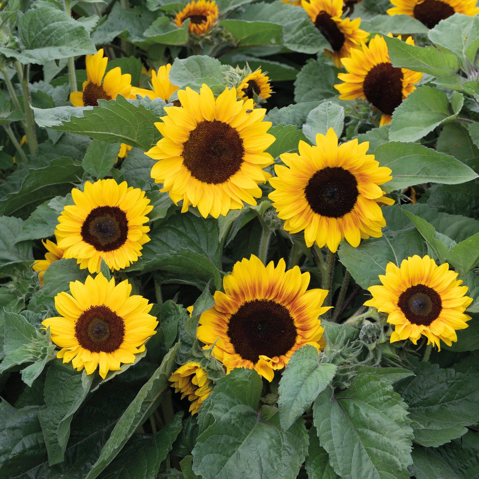 Sunflower (Dwarf) Mahogany Seeds from Mr Fothergill's. | USA